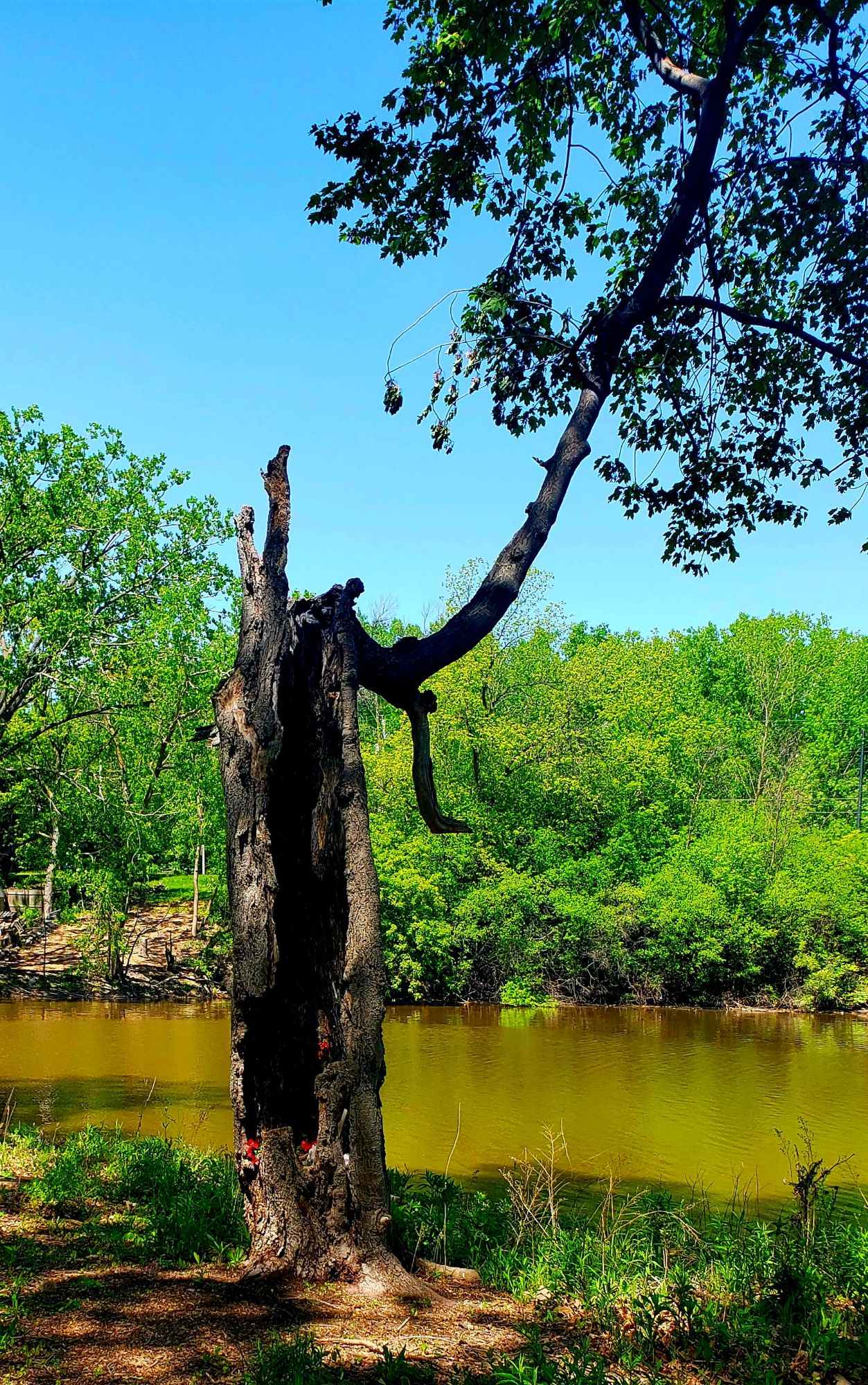 A Healing Place and Memorial Tree – Nancy's Sunshine, LLC